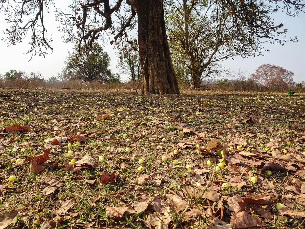 Living the Gond life - Frontline