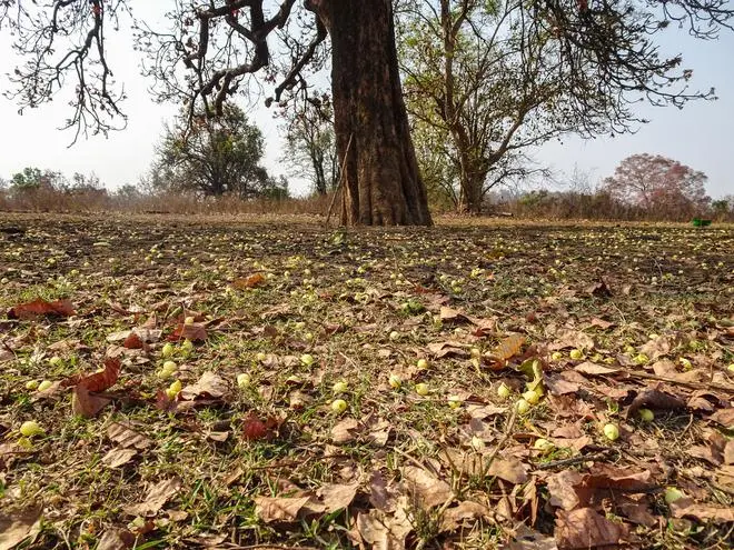 Living the Gond life - Frontline