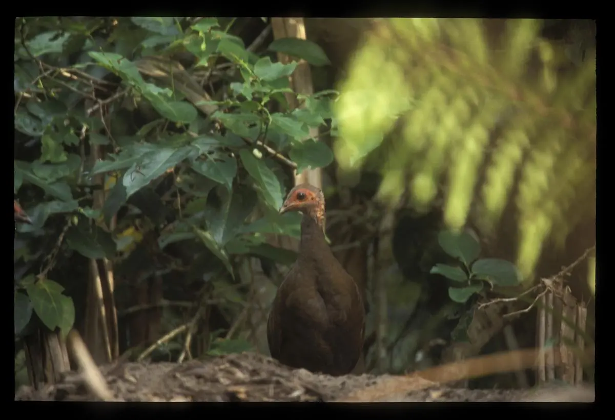 Andaman and Nicobar Islands rendered fragile by rampant tourism - Frontline