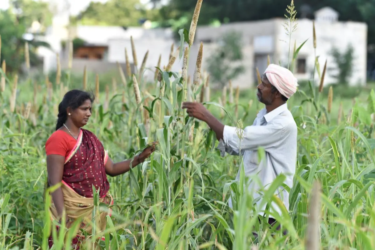 AGRICULTURE | If government wants to promote millets, it needs to ...