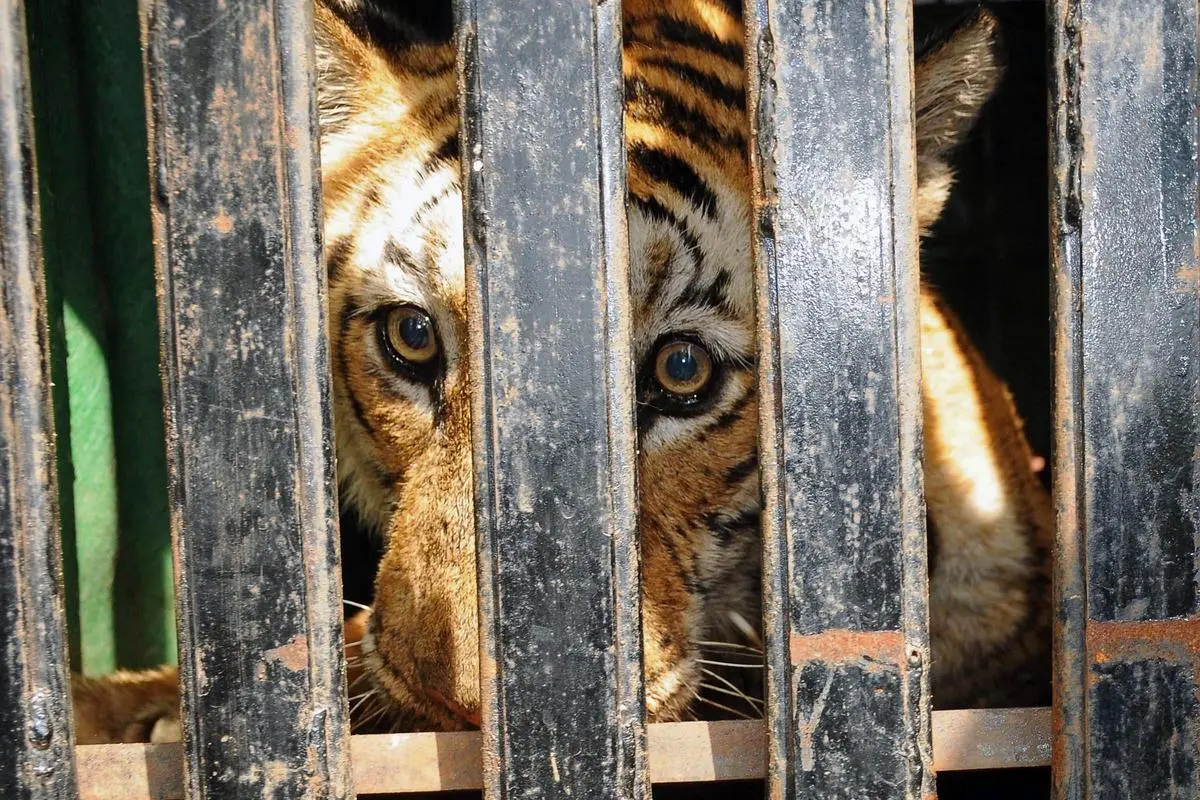 Why Are Human–Tiger Conflicts Growing In India? Ullas Karanth Explains ...