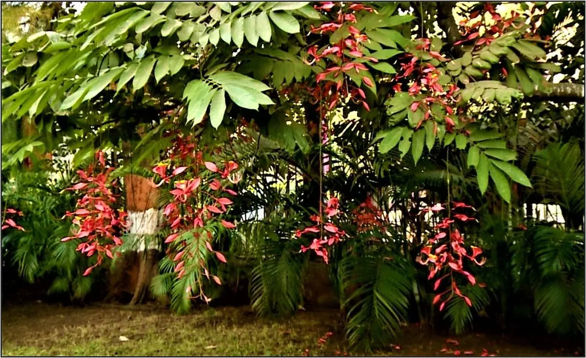 160 years of Mumbai’s Rani Bagh - Frontline