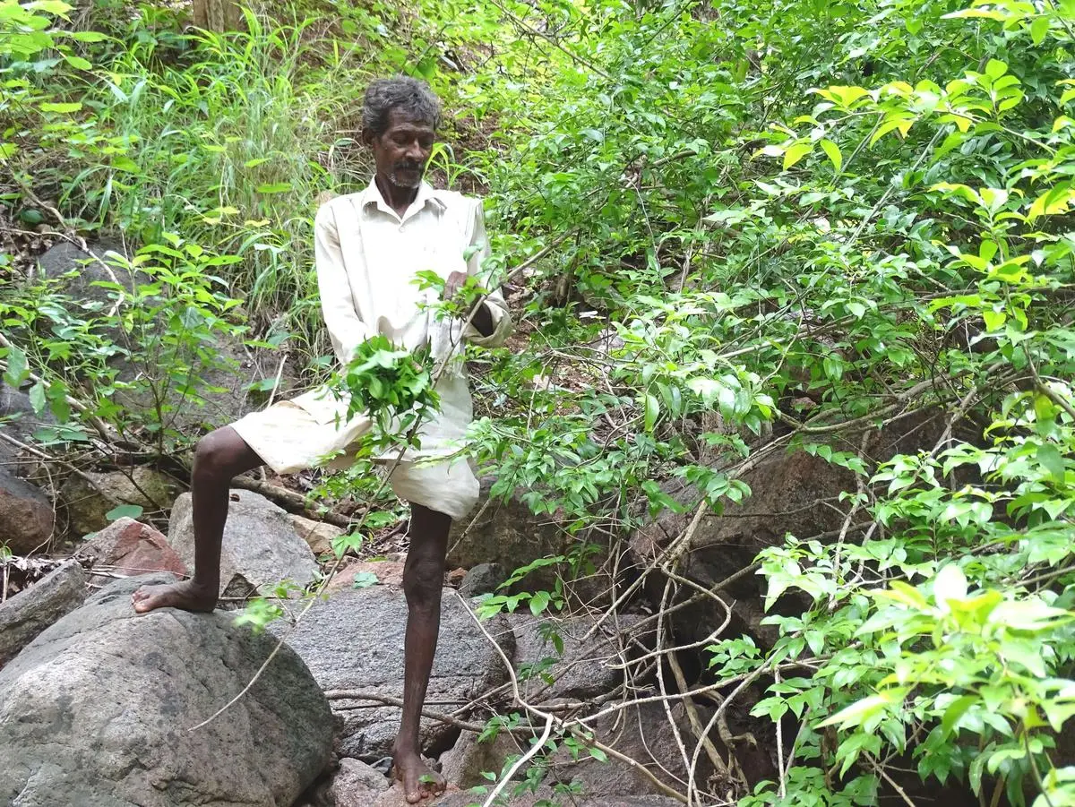 How the amended Biological Diversity Act puts profits over people ...