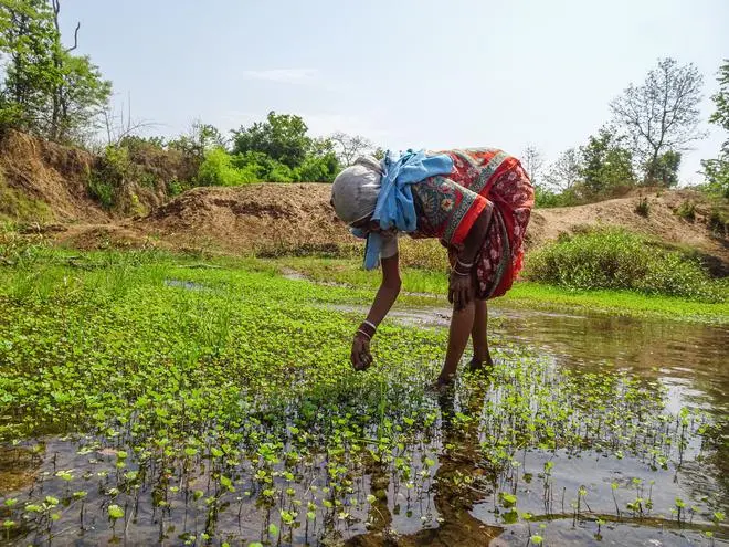 Living the Gond life - Frontline