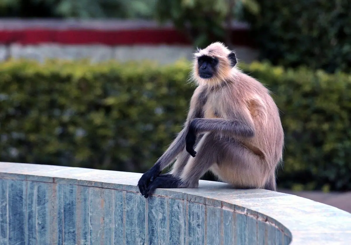 The monkey whisperers of Delhi: Evolution of their craft - Frontline