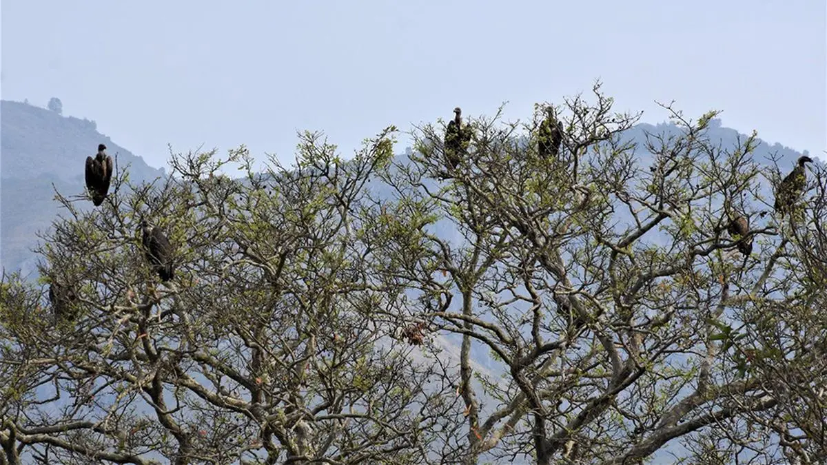 Government yet to ban drug dangerous to vultures despite availability ...