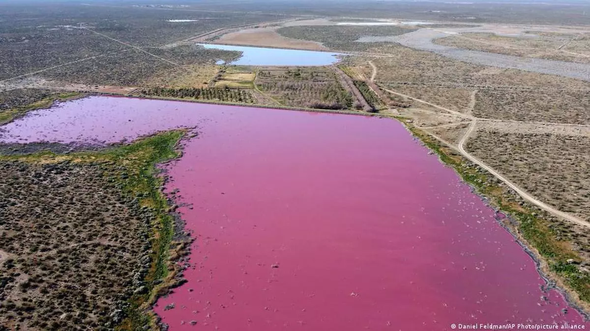 Explained: How species manage to thrive in polluted ecosystems - Frontline