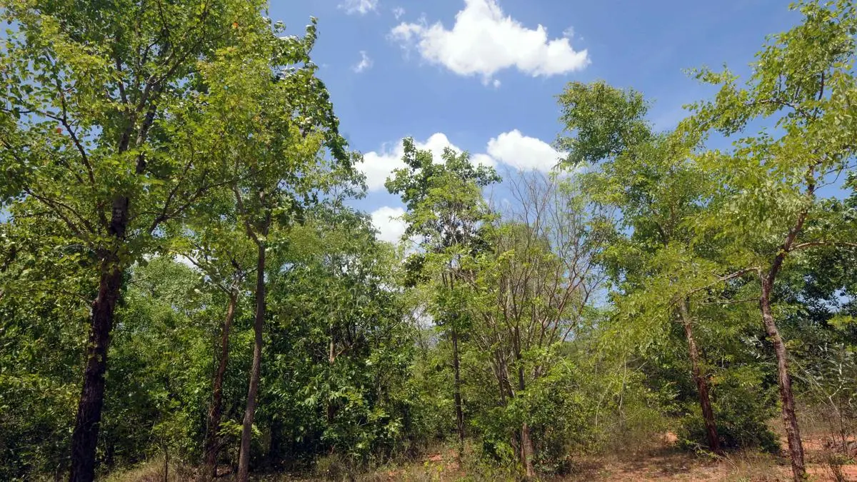 What I learnt from trees near Auroville - Frontline