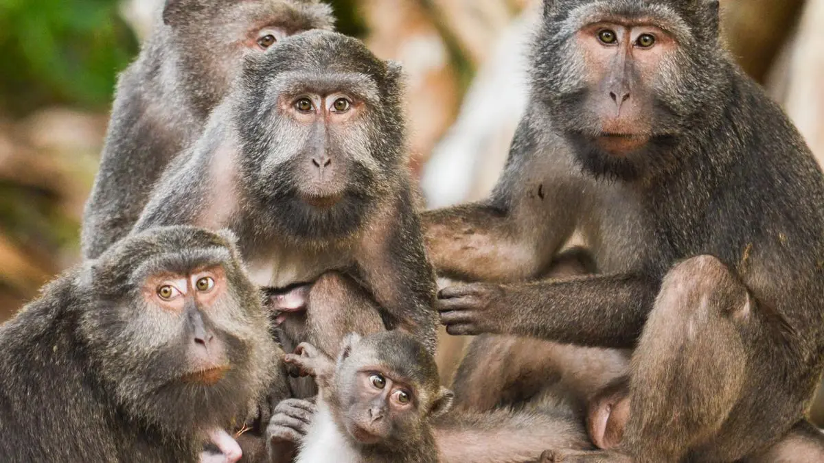 Nicobar long-tailed macaque faces extinction from habitat destruction ...