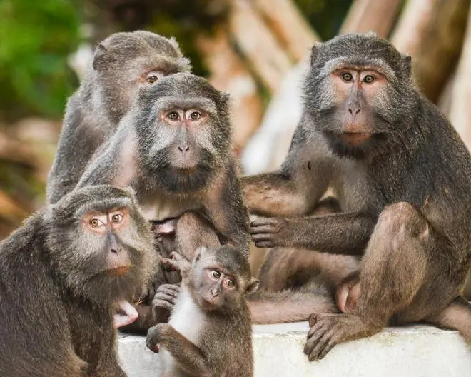 Massive infrastructure project threatens Great Nicobar Island - Frontline