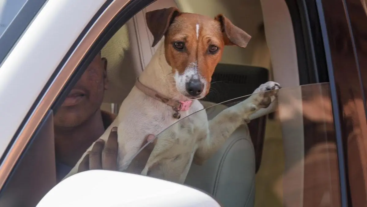 When Animals Become Arguments: How Pets and Metaphors Shape Parliament ...