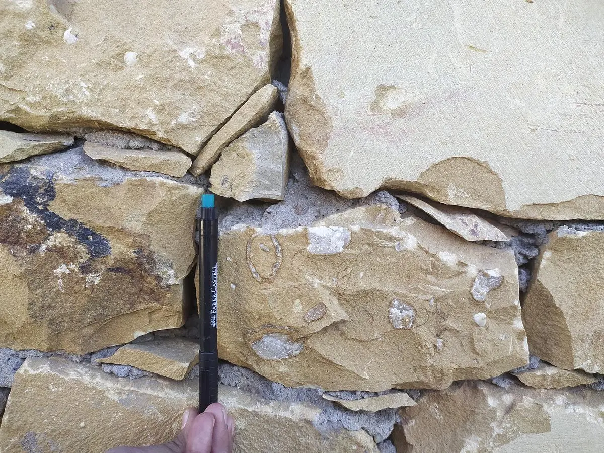 GUEST COLUMN | Why India needs a museum for its fossils - Frontline