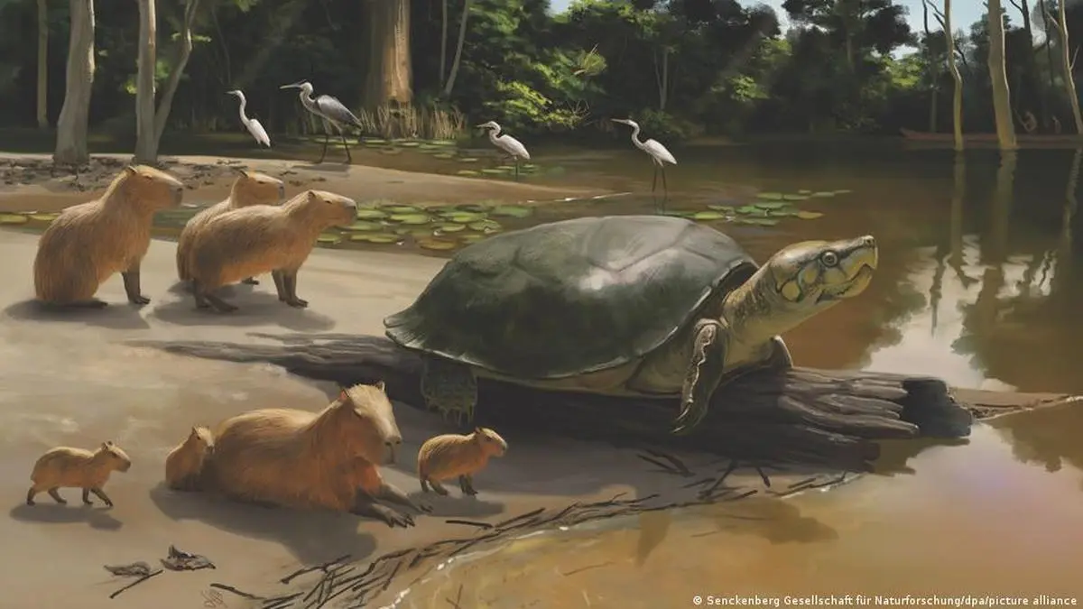 ‘Peltocephalus maturin’: How an ancient giant turtle got its name from ...