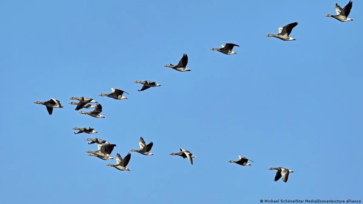 The perilous life of migratory birds - Frontline
