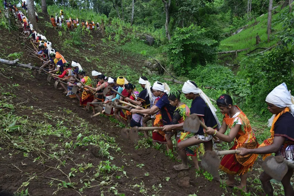 Forest Bill and monoculture open the road for corporate ‘land grab ...