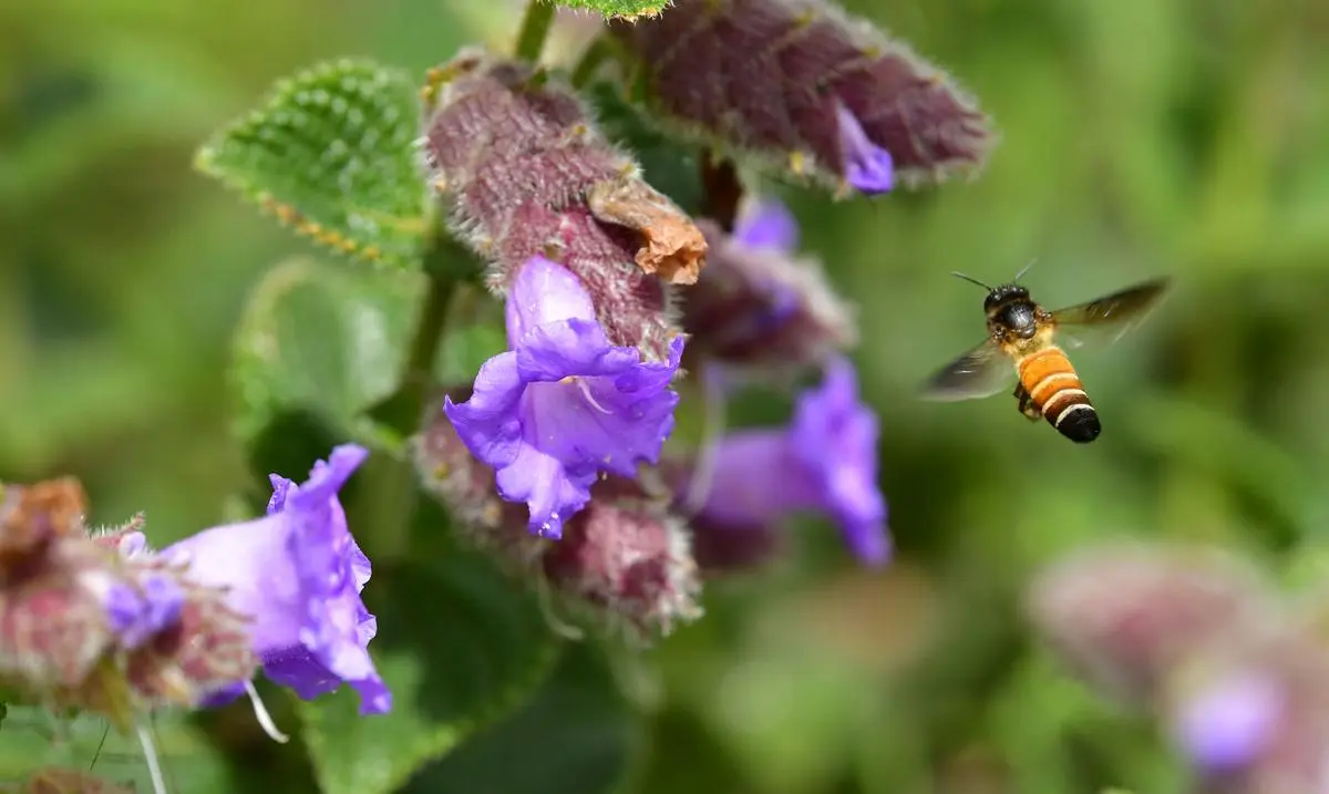 PHOTO ESSAY | Neelakurinji flowers are blooming in Karnataka - Frontline