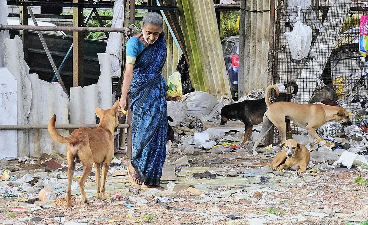 Stray dog menace in Kerala comes to centre stage after rise in attacks ...