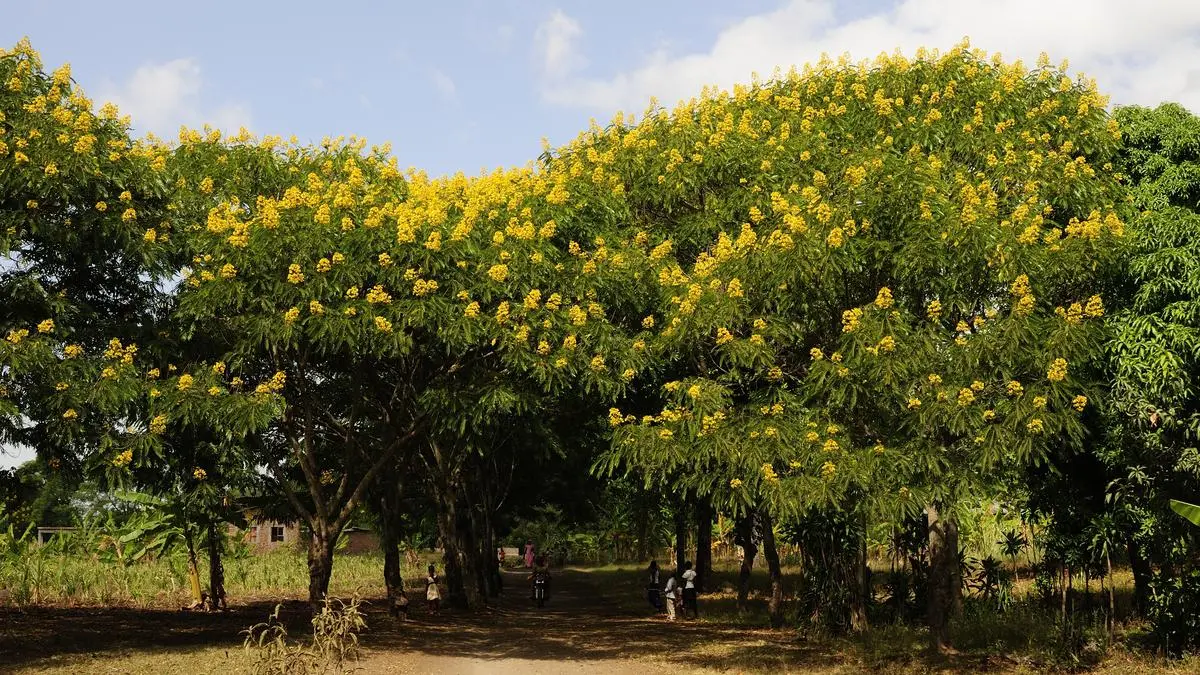 Impact of alien plants on Western Ghats causes concern - Frontline