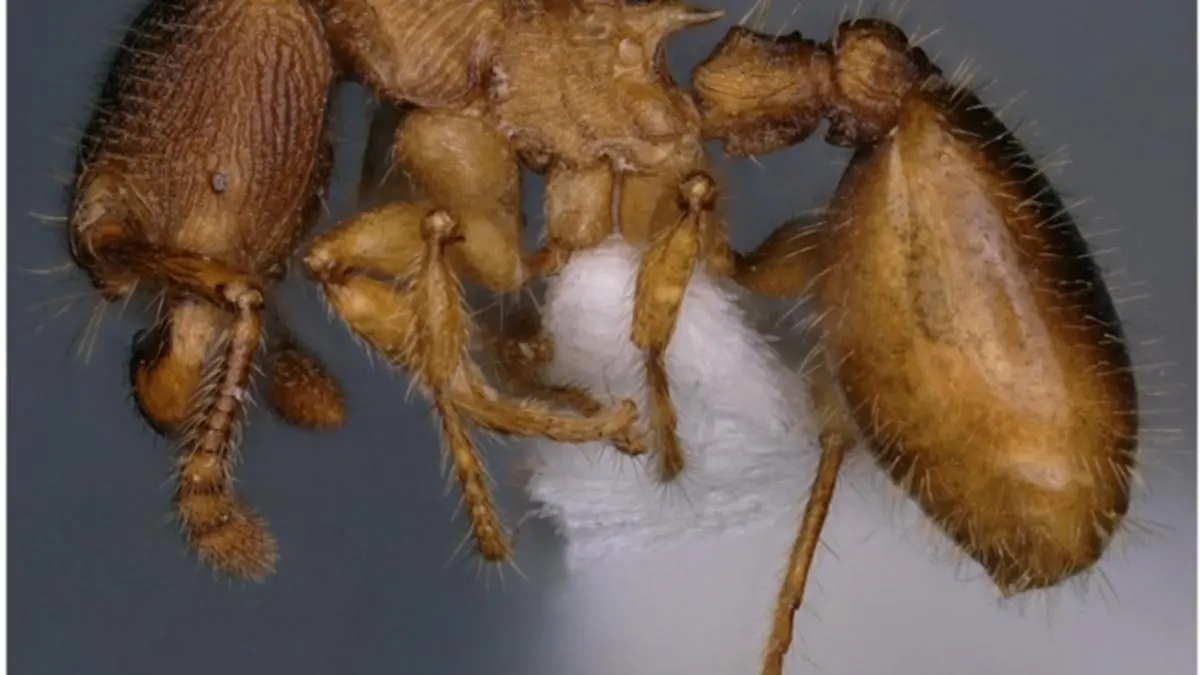 Researchers discover two new species of the rare ant genus Myrmecina in ...