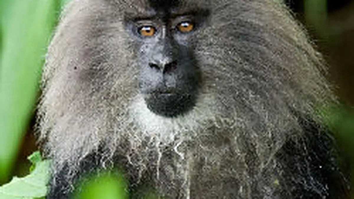 Many moods of the macaque - Frontline