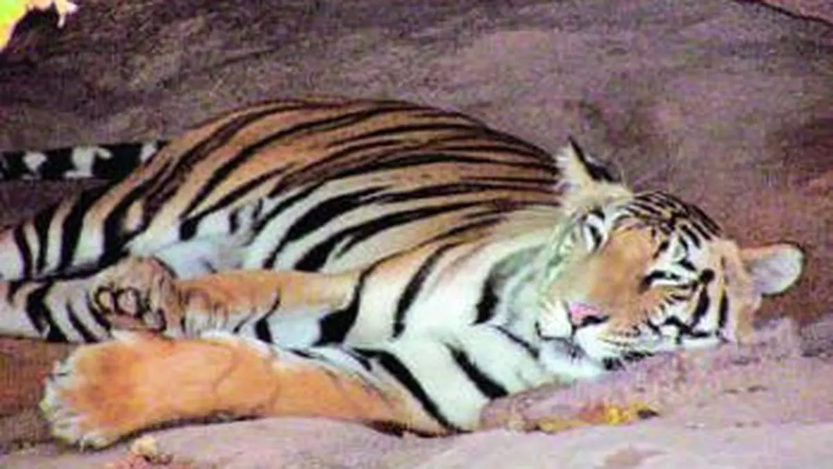 Missing tigers - Frontline