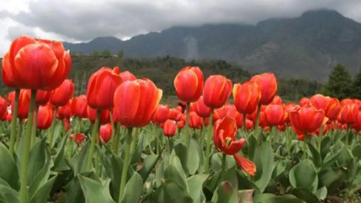 Tulip extravaganza - Frontline