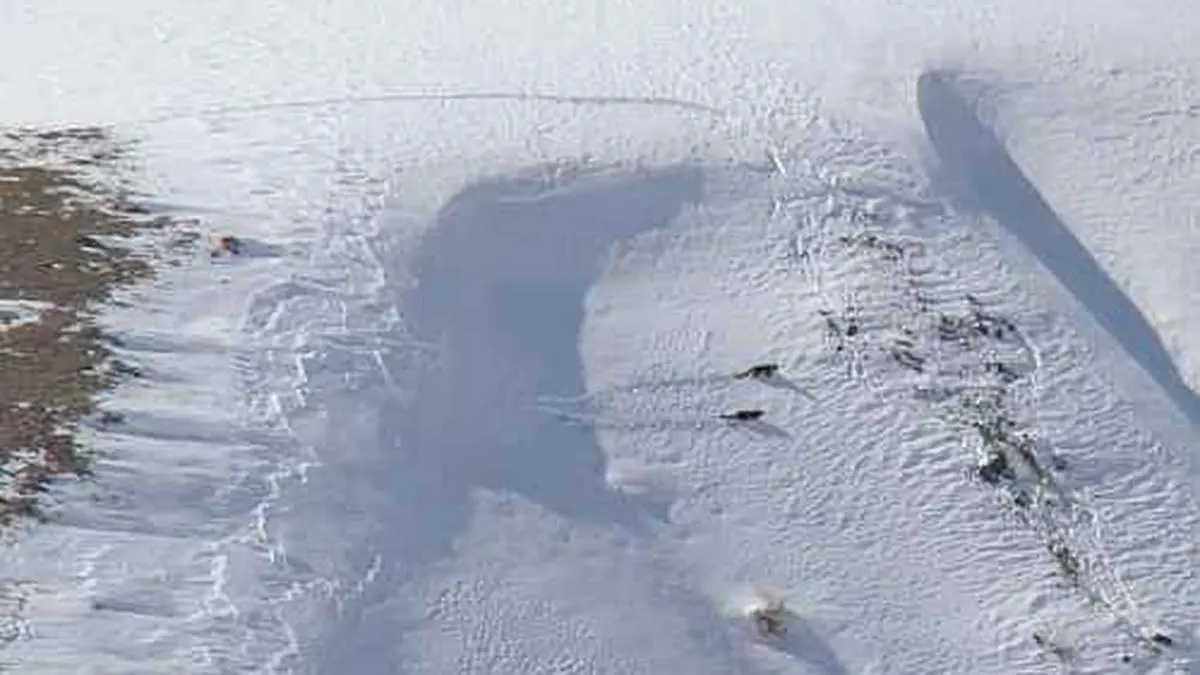 An encounter in snow - Frontline