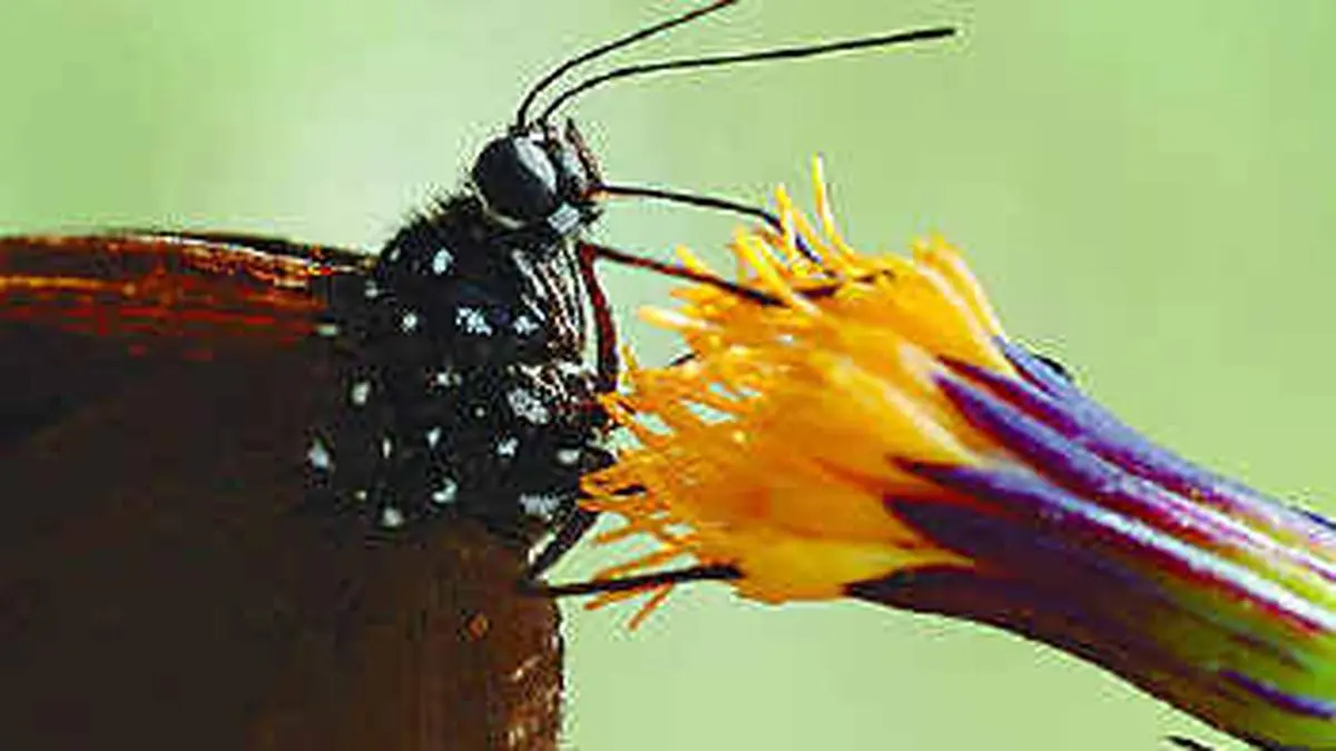 Winged mystery - Frontline