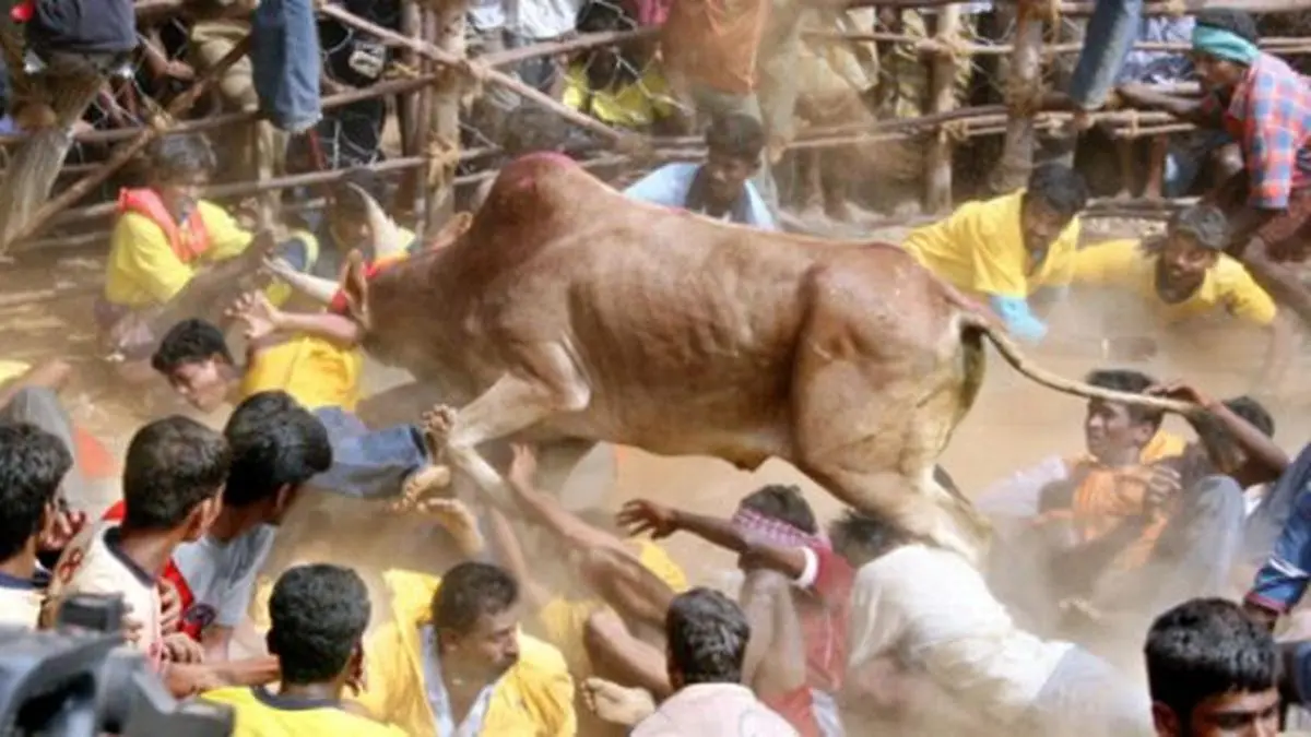 Taming the bull - Frontline