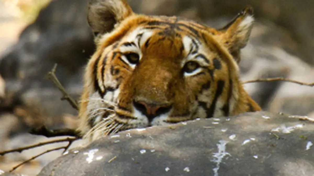 Tiger tales - Frontline