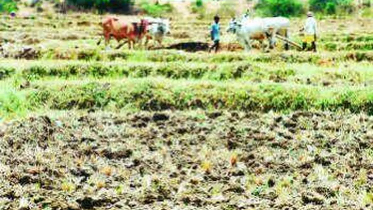 Withering lives - Frontline