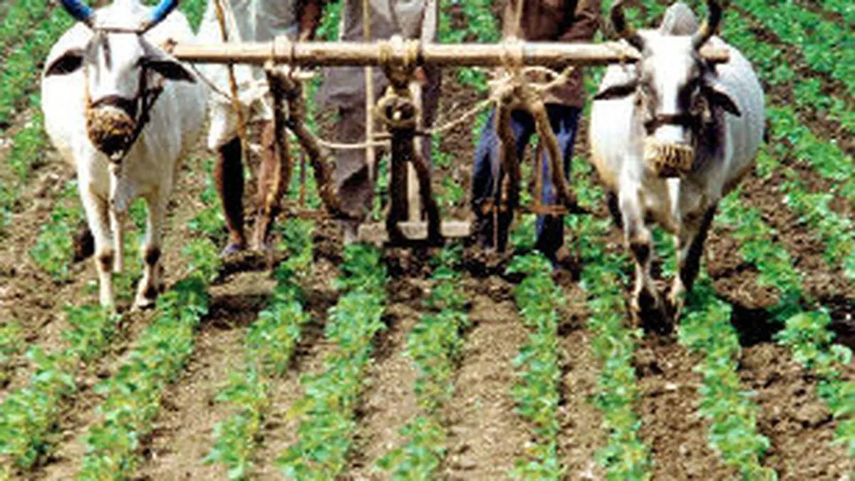 Access to farming knowledge - Frontline