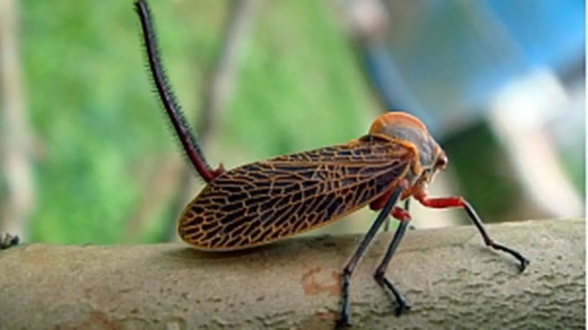 Fungus farmers - Frontline