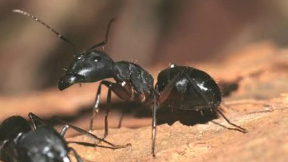Ants up close - Frontline