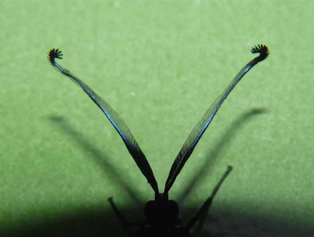 Amazing antennae of insects - Frontline