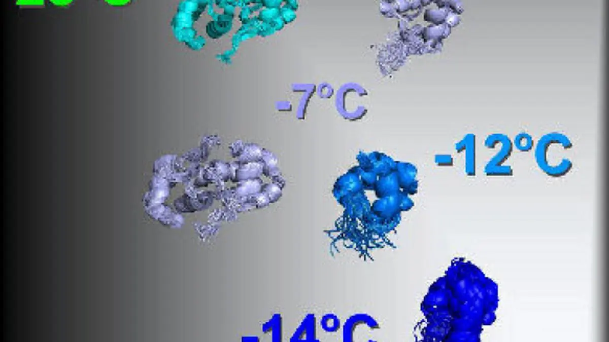 Unfolding of protein ‘filmed’ - Frontline