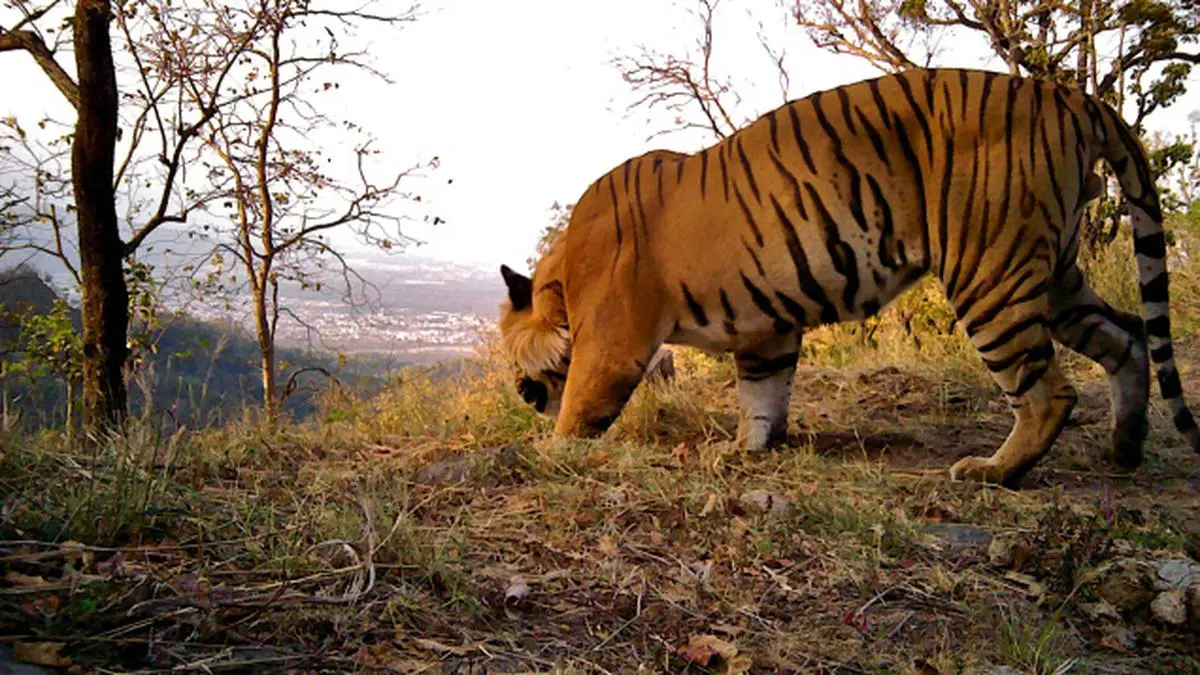 In Jim Corbett landscape - Frontline