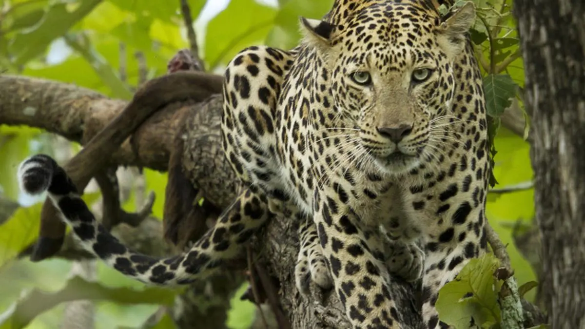Spotting the leopard - Frontline