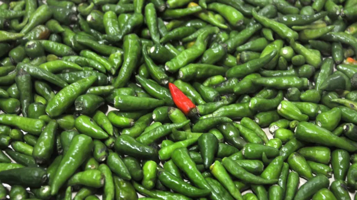 A chilli for your pain - Frontline