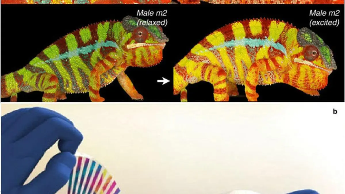 How chameleons change colour - Frontline