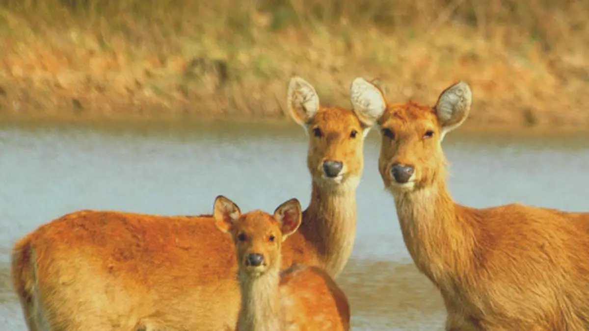 Operation Barasingha - Frontline