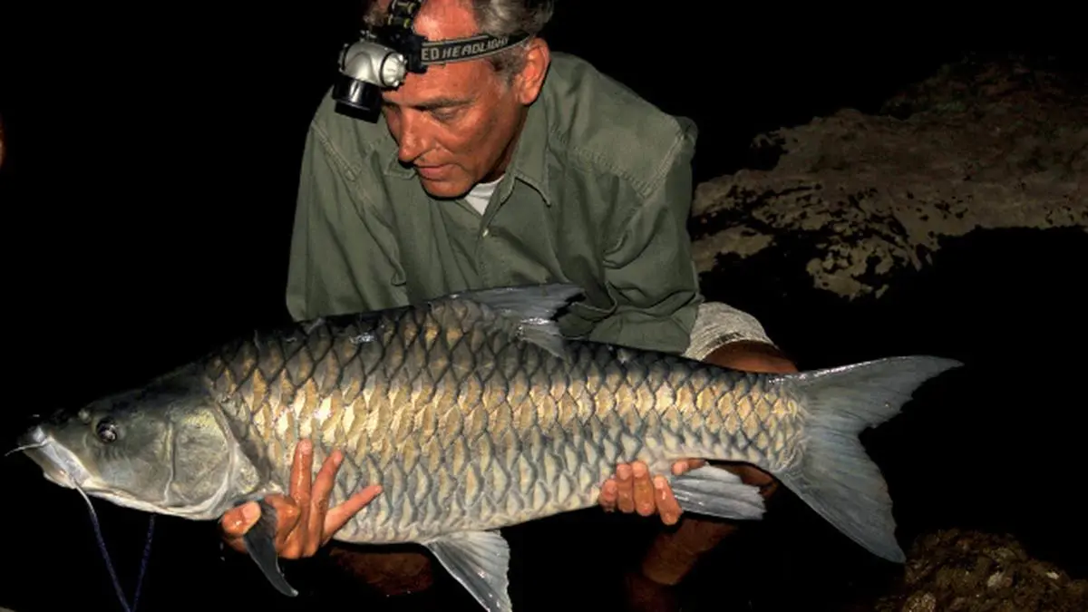 The mahseer’s lost ground - Frontline