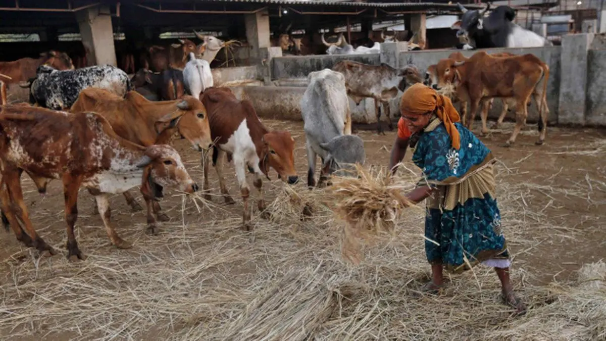 The ban on cow slaughter - Frontline