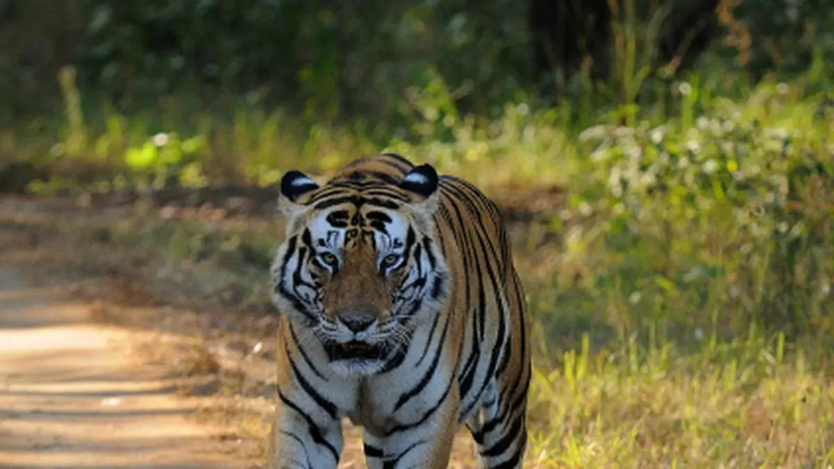 Saving the tiger’s land - Frontline