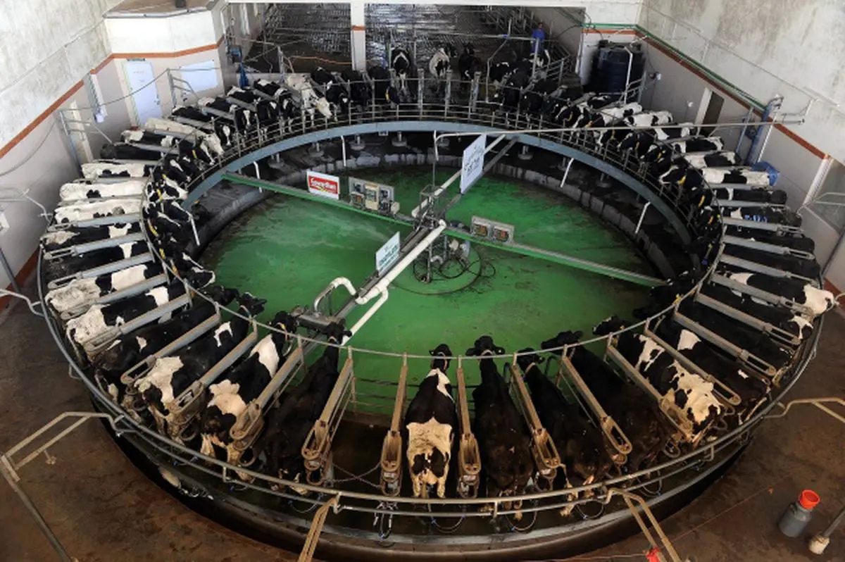 Milking the holy cow - Frontline