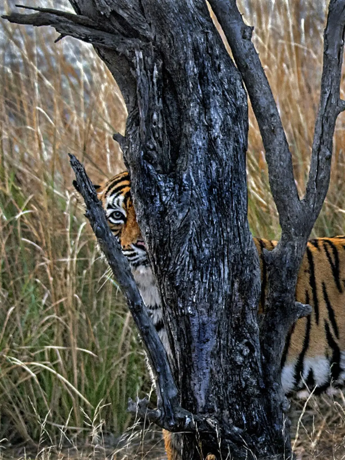 Tigers in the wild - Frontline