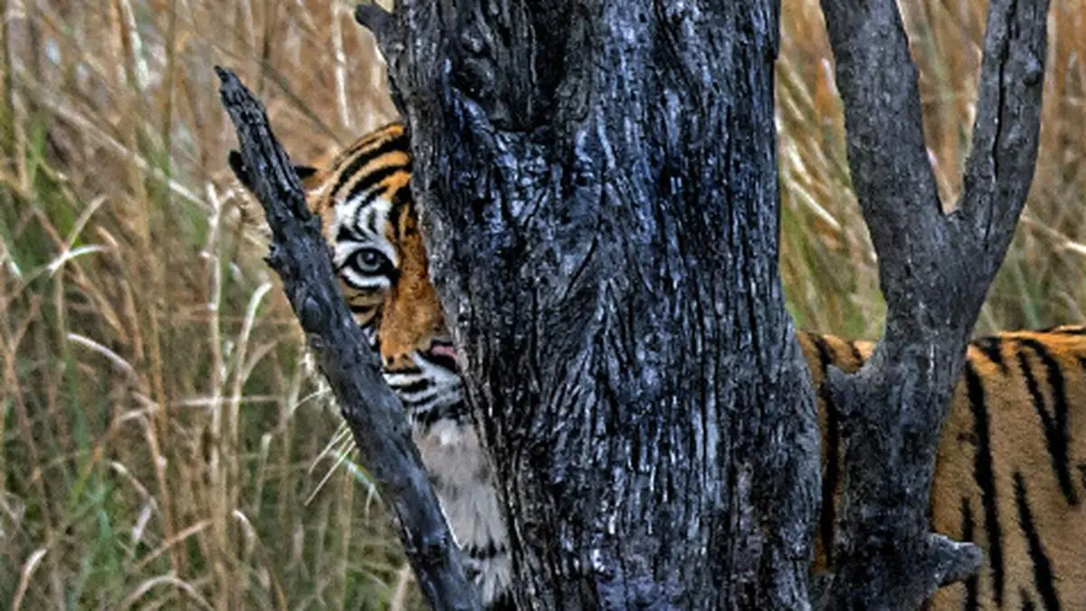 Tigers in the wild - Frontline