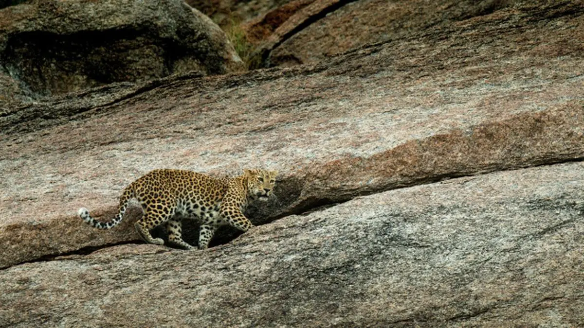 In the leopard’s lair - Frontline