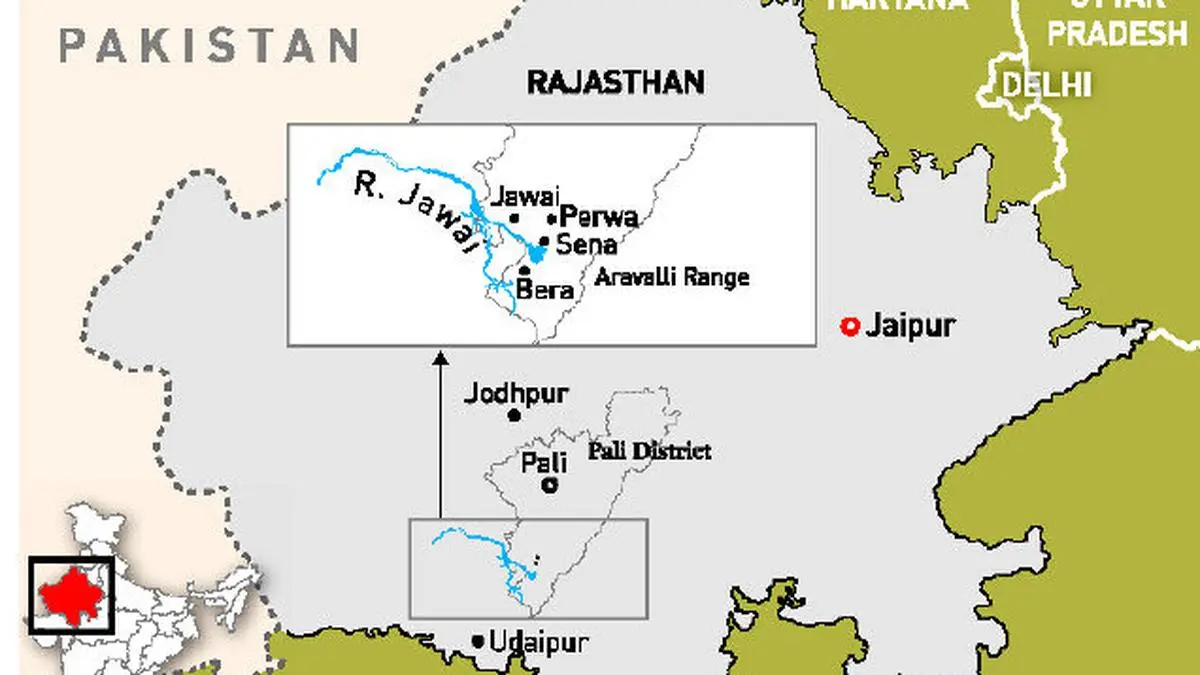 The leopards of Jawai - Frontline
