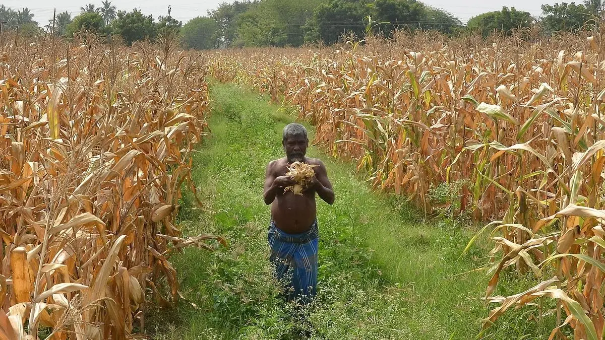 Withering lives - Frontline